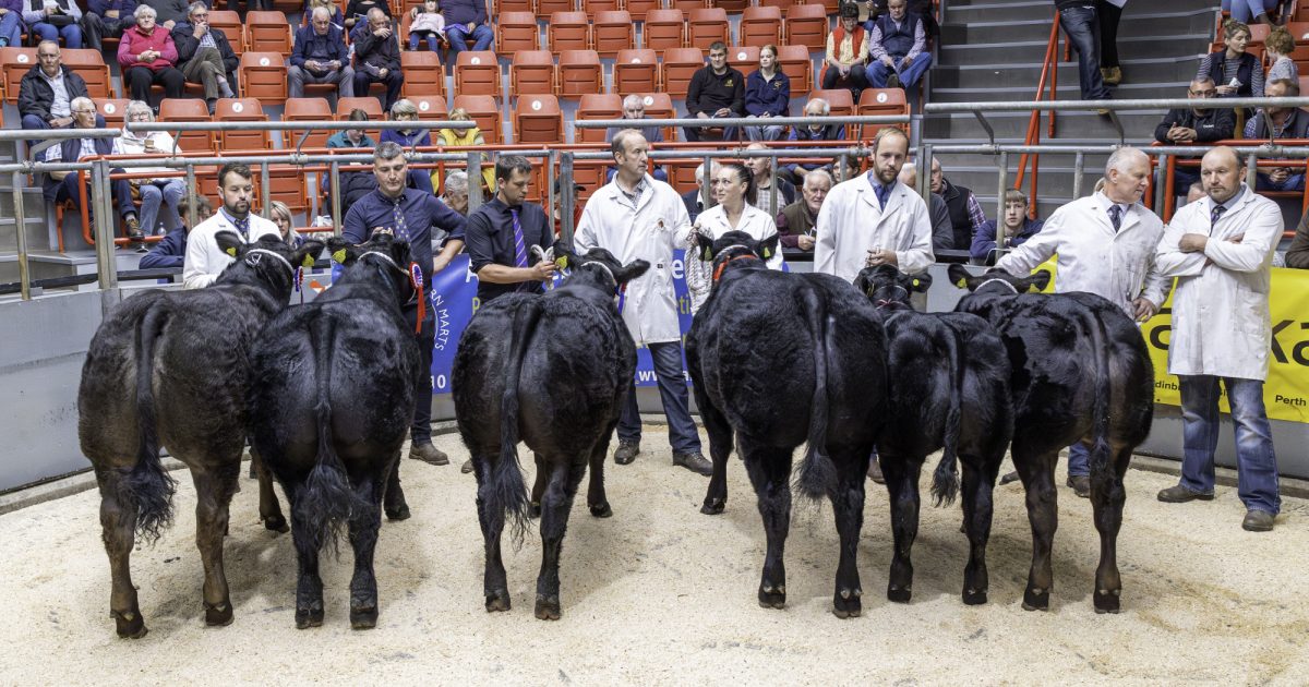 Aberdeen's Northern Marts gear up for Thainstone Spectacular and busy ...