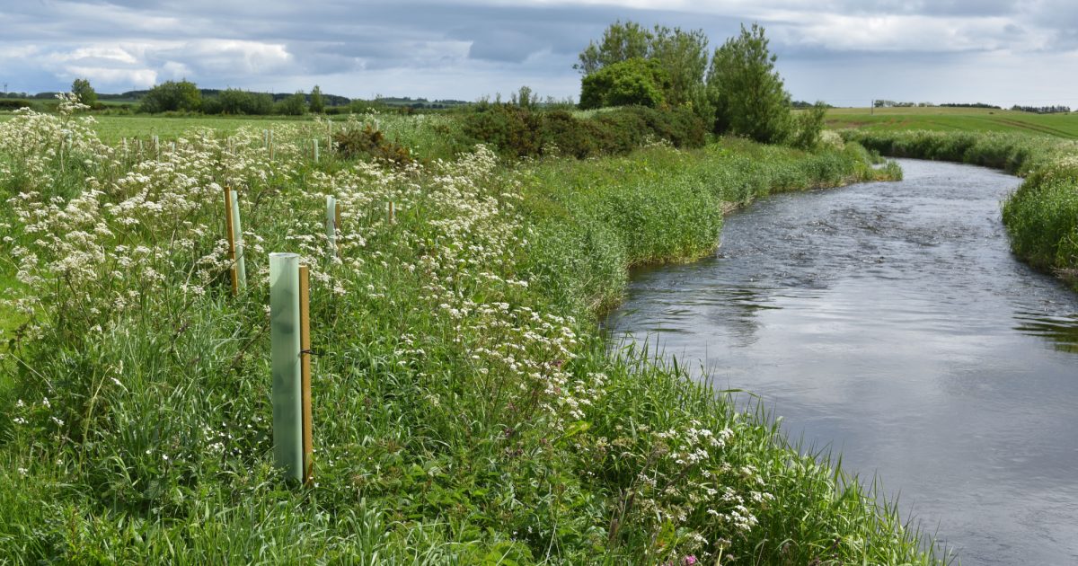 Pockets of trees to create richly biodiverse farmland